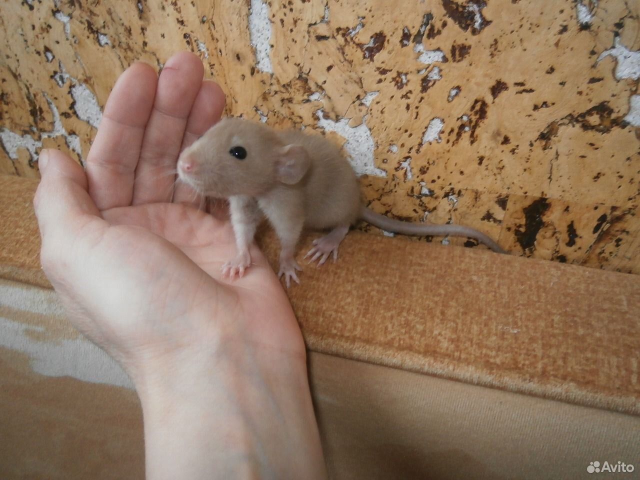 Крысята - шампань (бежевые)