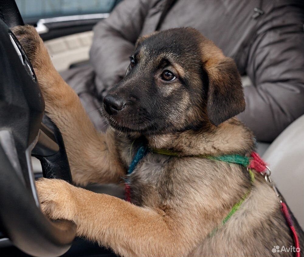 Плюшевый щенок Линда в добрые руки