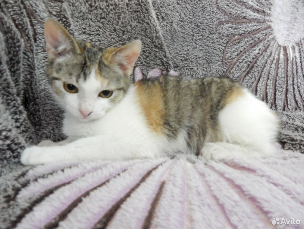 Плюшевая модница Муранечка-котенок в добрые руки