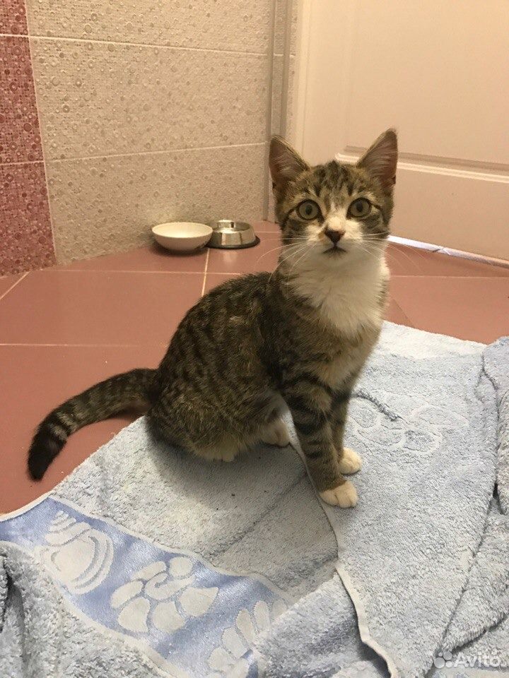Котенок полосатик ищет дом