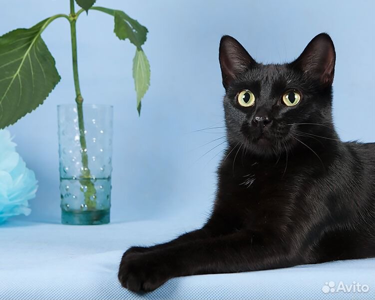 Молодая кошечка Матильда в добрые руки