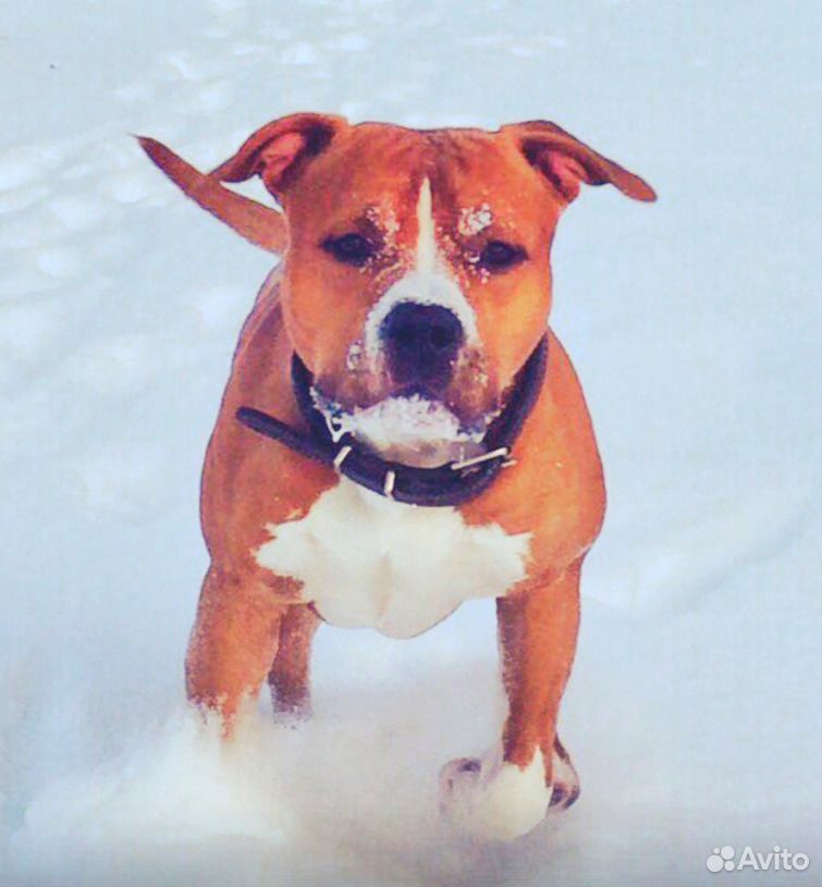 Ам.стаффордширский терьер амстафф стаф вязка случк