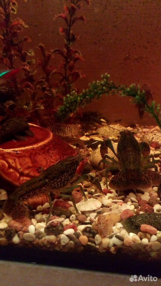 Аквариумные раки