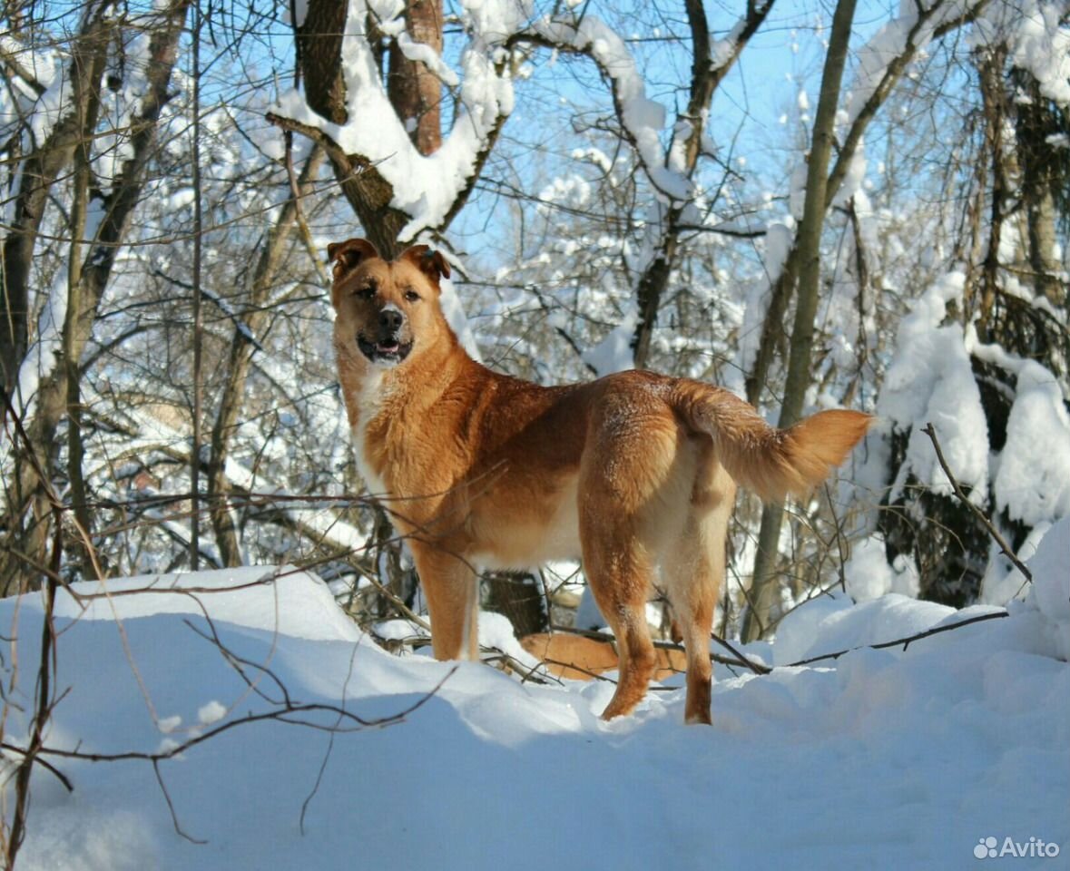 Собака 1,2 года Девочка