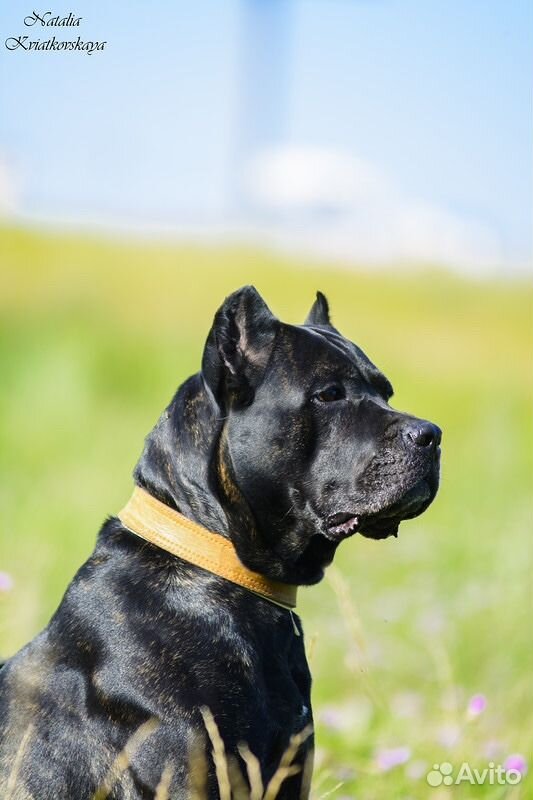 Супер итальянский охранник Барон в дар