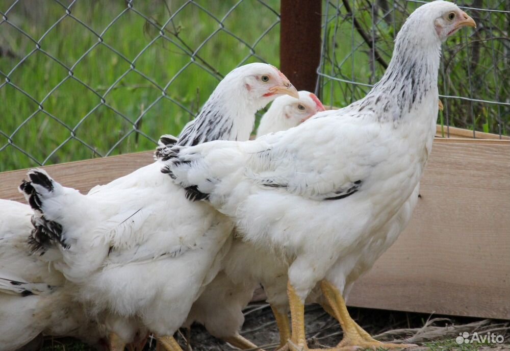 Адлерская серебристая