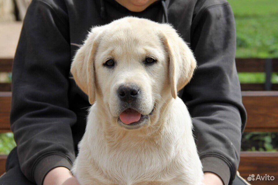 Лабрадор щенки Белоснежки