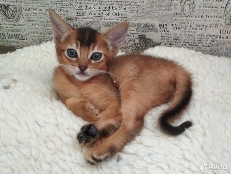 Абиссинские