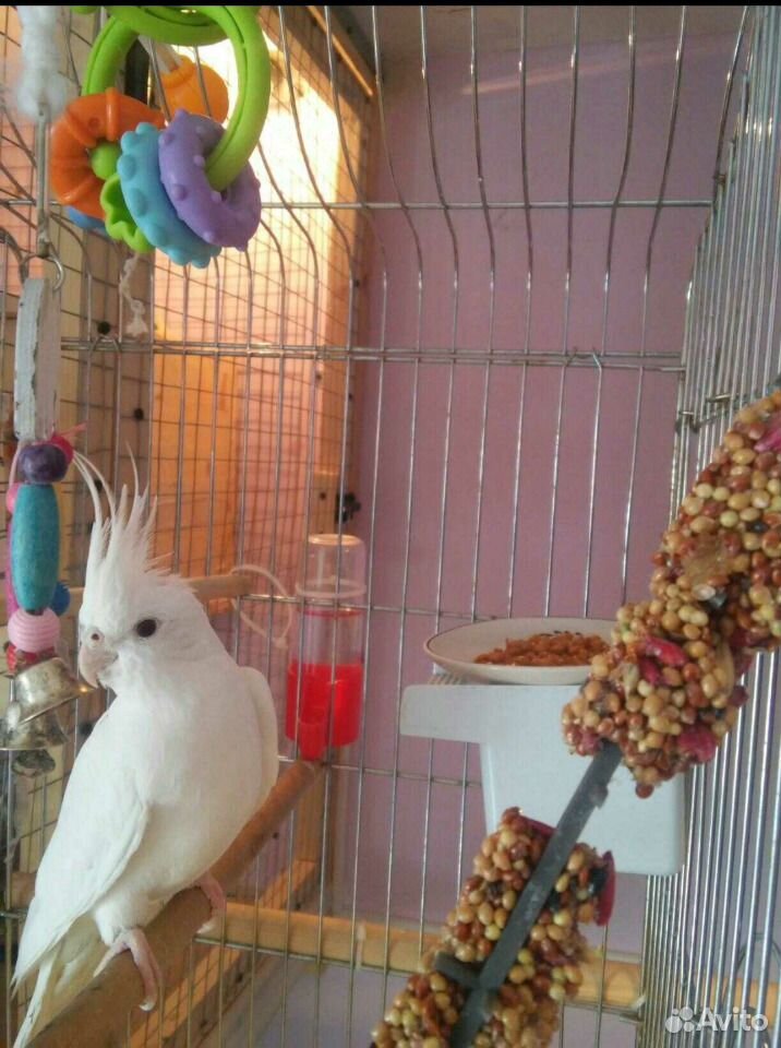 Корелла самка