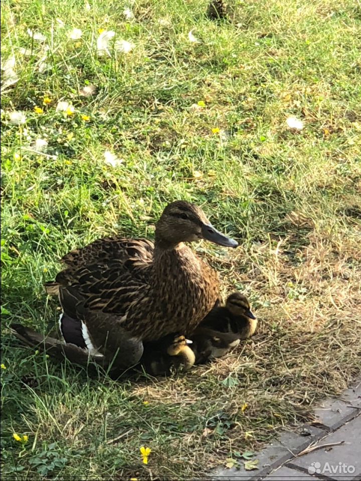 Утка кряква