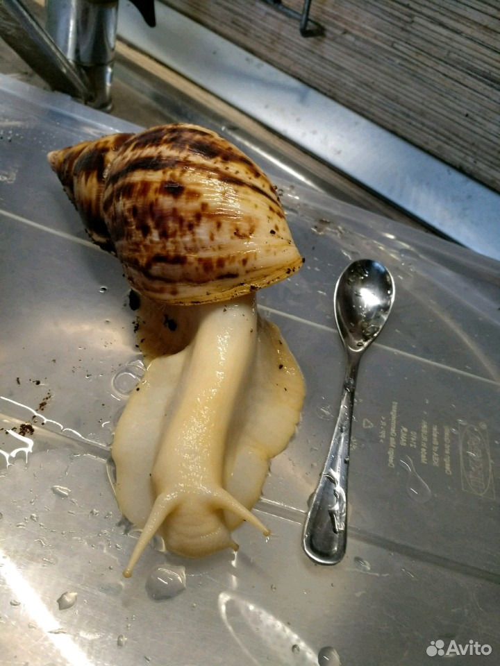 Гигантские улитки ахатины фулика, ретикулята