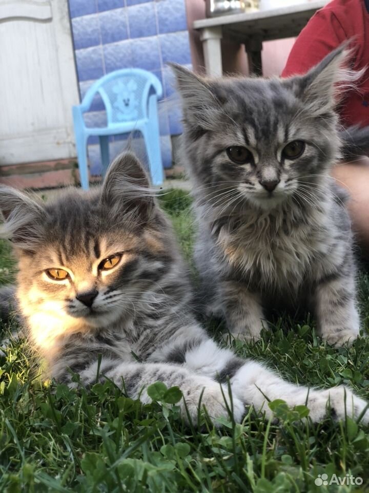 Пушистые серые сестрички