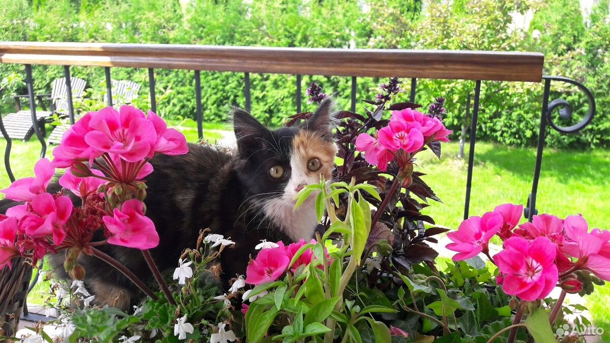 Котенок трехцветный