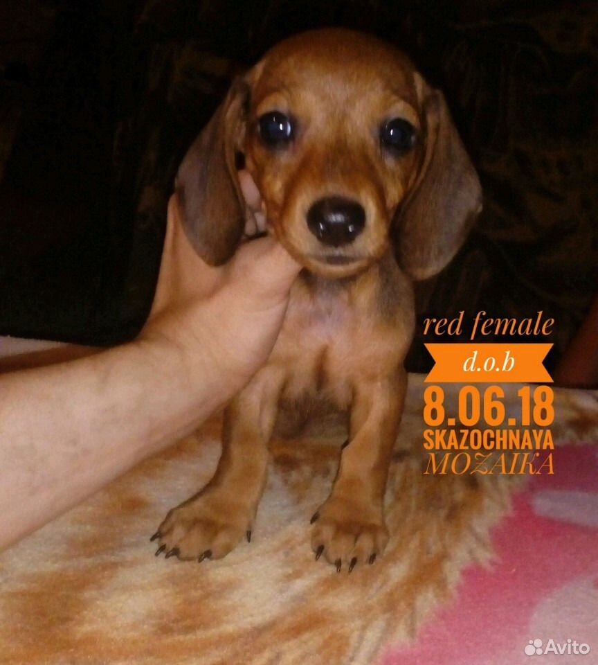 Кроль/мини рыжая девочка