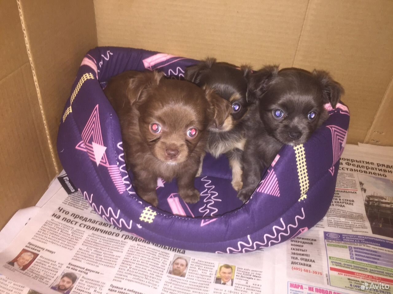 Чихуахуа щенки резерв