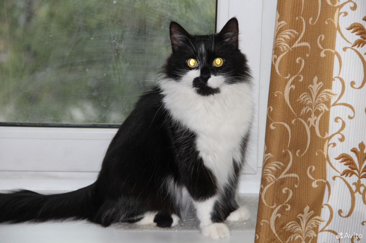 Котик блэк энд вайт