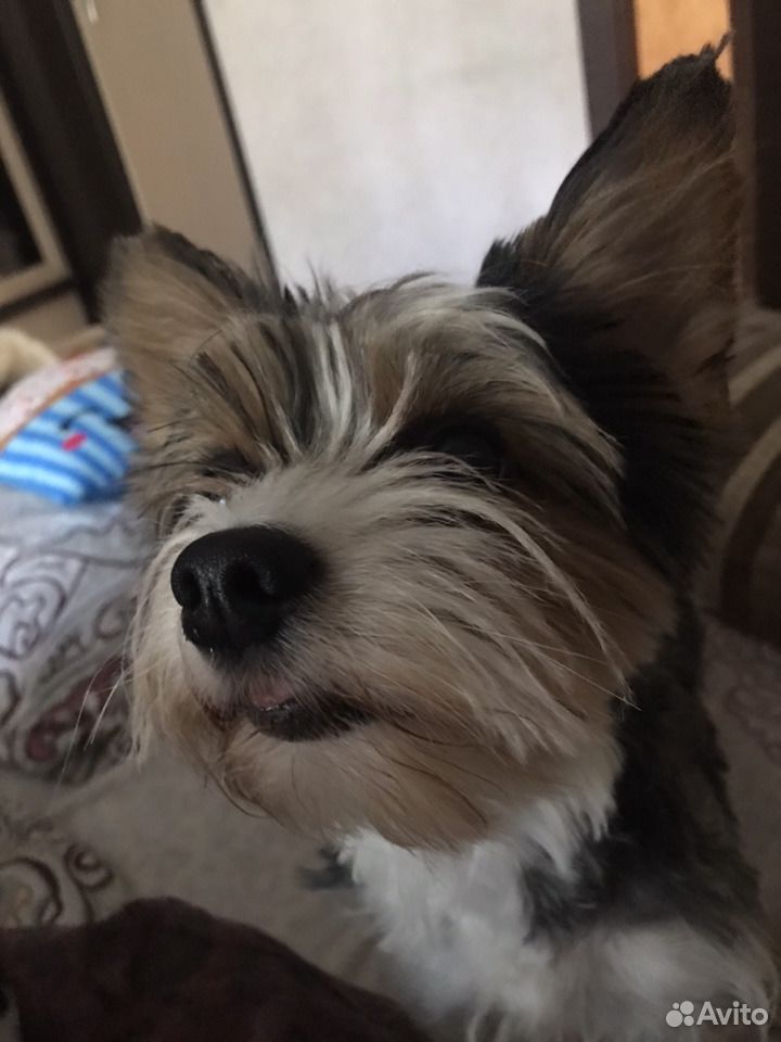 Случка. Бивер Йорк. Мальчик