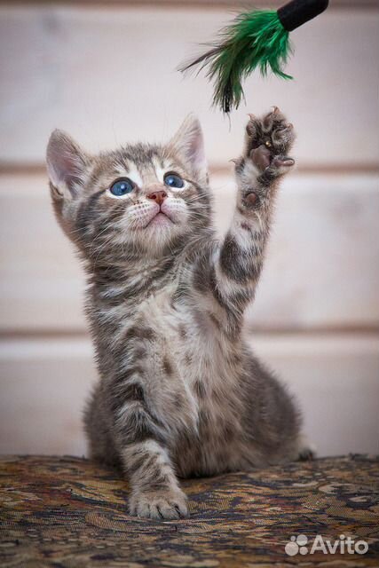 Василек и Душечка - красивые полосатики