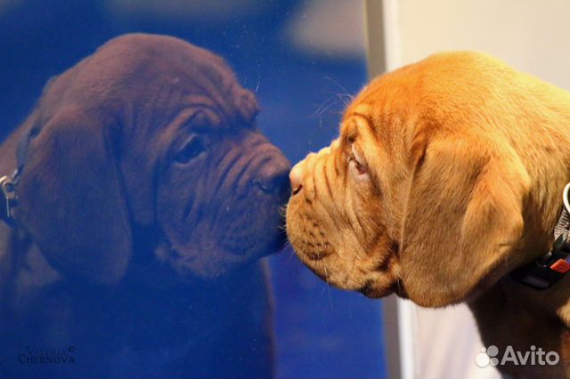Бордоский дог щенок Чука и компания