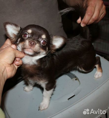 Чихуахуа мини-настоящий полковник