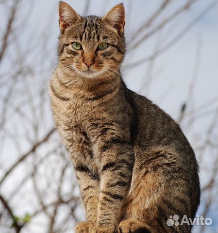 В дар кошечка