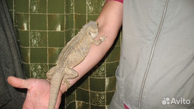 Агама бородатая
