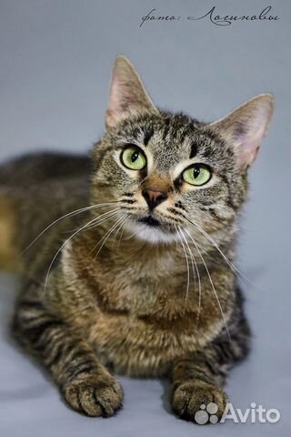 В дар добрым людям замечательная кошка Полли