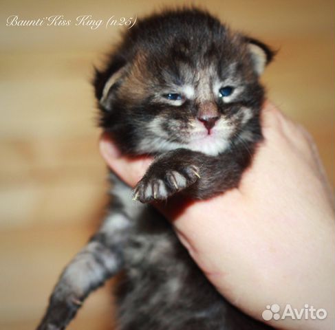 Супер Котенок Мейн Кун