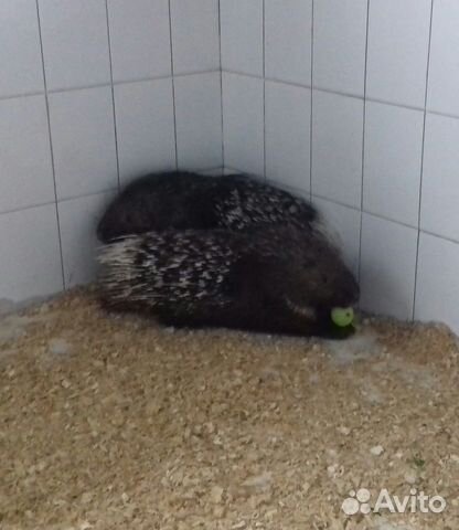 Дикобразы пара