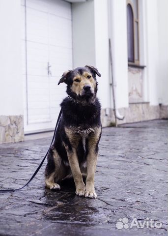 Собака в дар