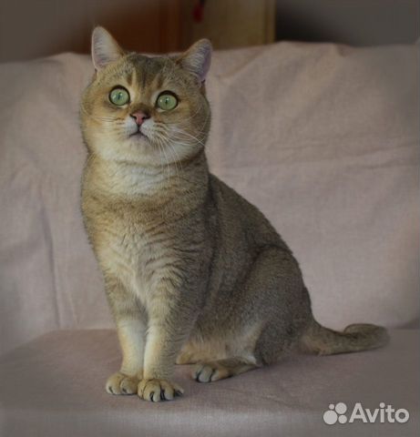Золотой мужчина в разведение