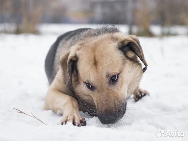 Метис восточно европейской овчарки, мини вариант