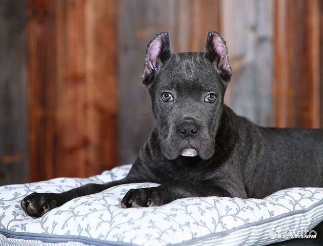 Мальчик серо-тигрового окраса рбл Чикаго