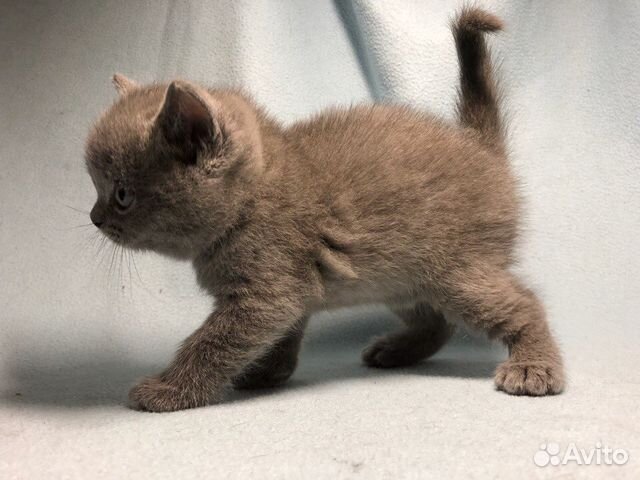 Британский котик 3 месяца