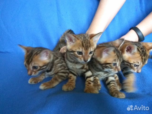 Бенгальские котята
