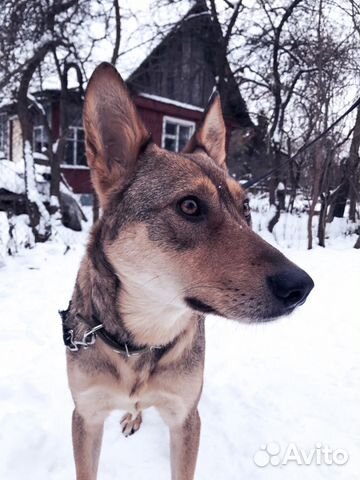 Ищет дом прекрасная собака Маруся