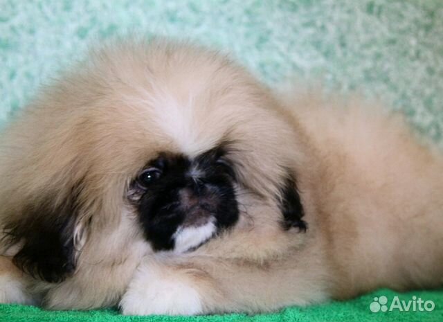 Парниша пекинеса