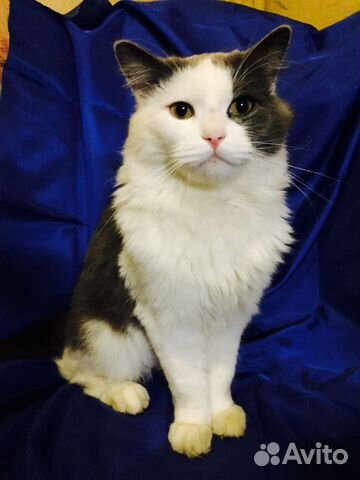 Красавчик котик Серёга в дар добрым людям