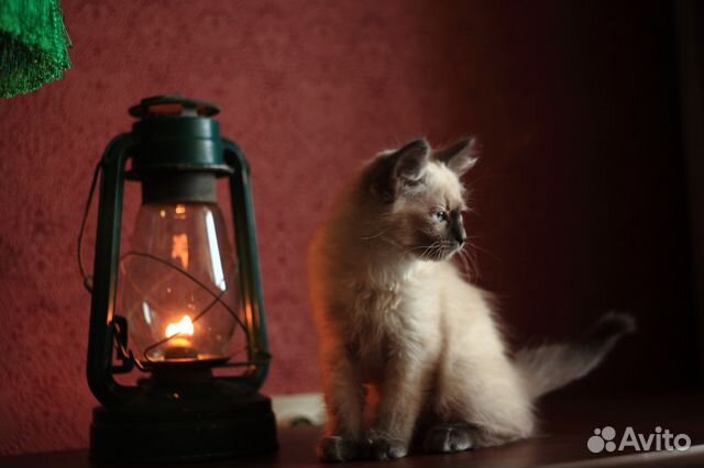 Котёнок породы невская маскарадная