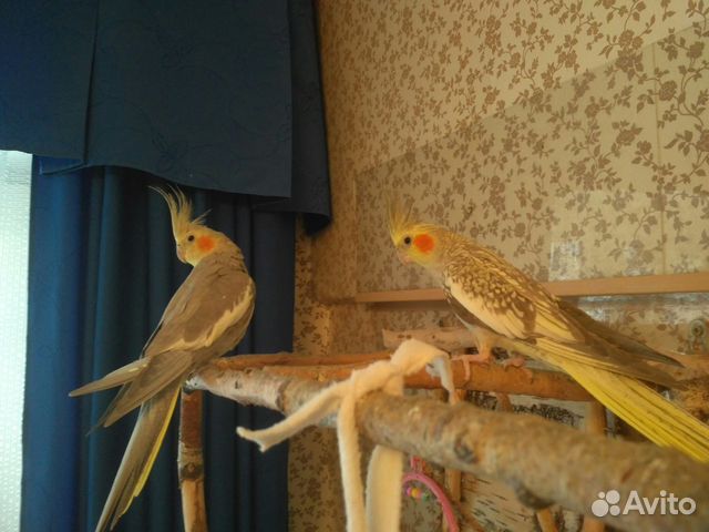 2 попугая коррела девочки ручные