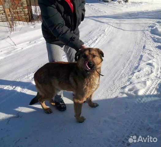 Задорный Барбос, обалденная собака даром