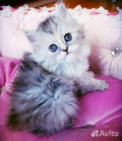 Персидский котенок мальчик