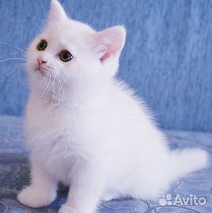 Белоснежное чудо