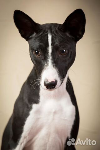 В Питомнике Марлен-Брао черно-белая басенджи