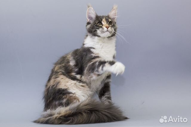 Котята с титулами