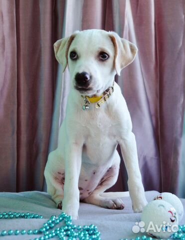 Мисс щенячья Черногория 2018