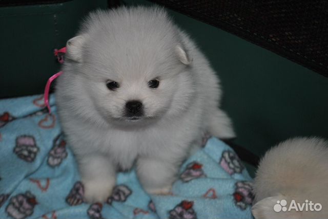 Шпиц, мини девочка 25.01.2018