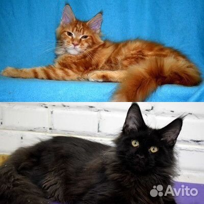 Котики мейн кун Ален и Астор