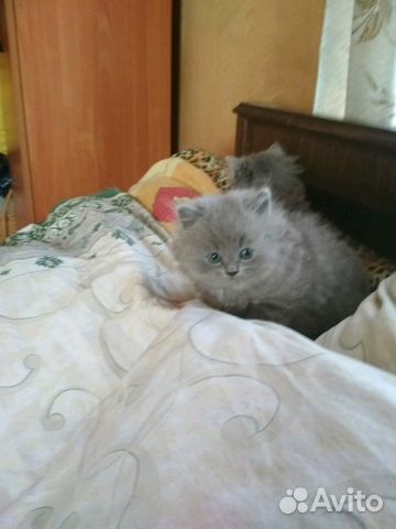 Котееок