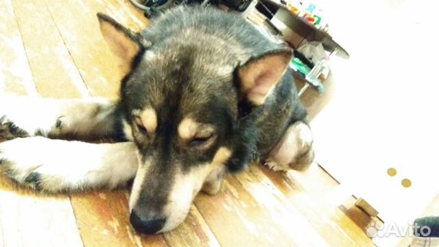 Самый ласковый и интеллигентный пес